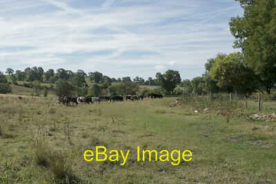 Photo 12x8 Young cattle grazing Dale End The cattle were more concerned ...