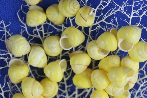Yellow Land Snail Shells, Quality Inspected, 1/2 - 3/4"+, SS-70 | eBay
