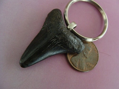 Megalodon 1-3/8" "GREAT WHITE" SHARK TOOTH TEETH KEYCHAIN Jewelry S.C ...