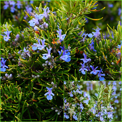 ROSEMARY 10 Seeds OFFICINALIS- PRIMED Grow HERBS | eBay
