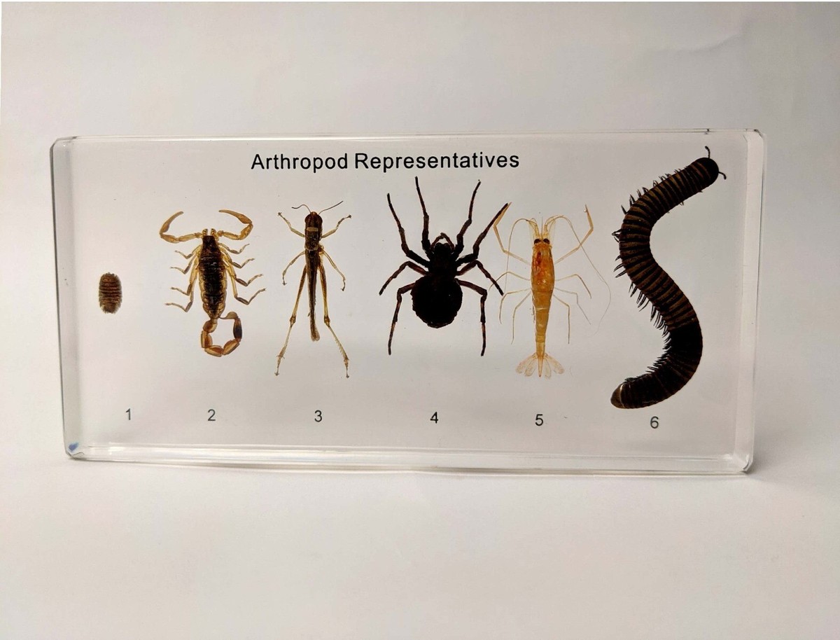 Arthropods Myriapods