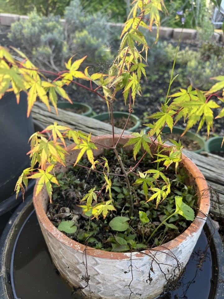 One Japanese Maple Seedling 3 to 5 inches Ornamental Tree Sango kaku ...