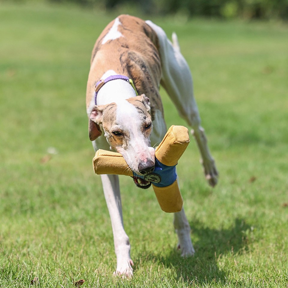 Play Disc for Dogs Squeaky Dog Flying Disc Toy Teething Chewing Outdoor ...