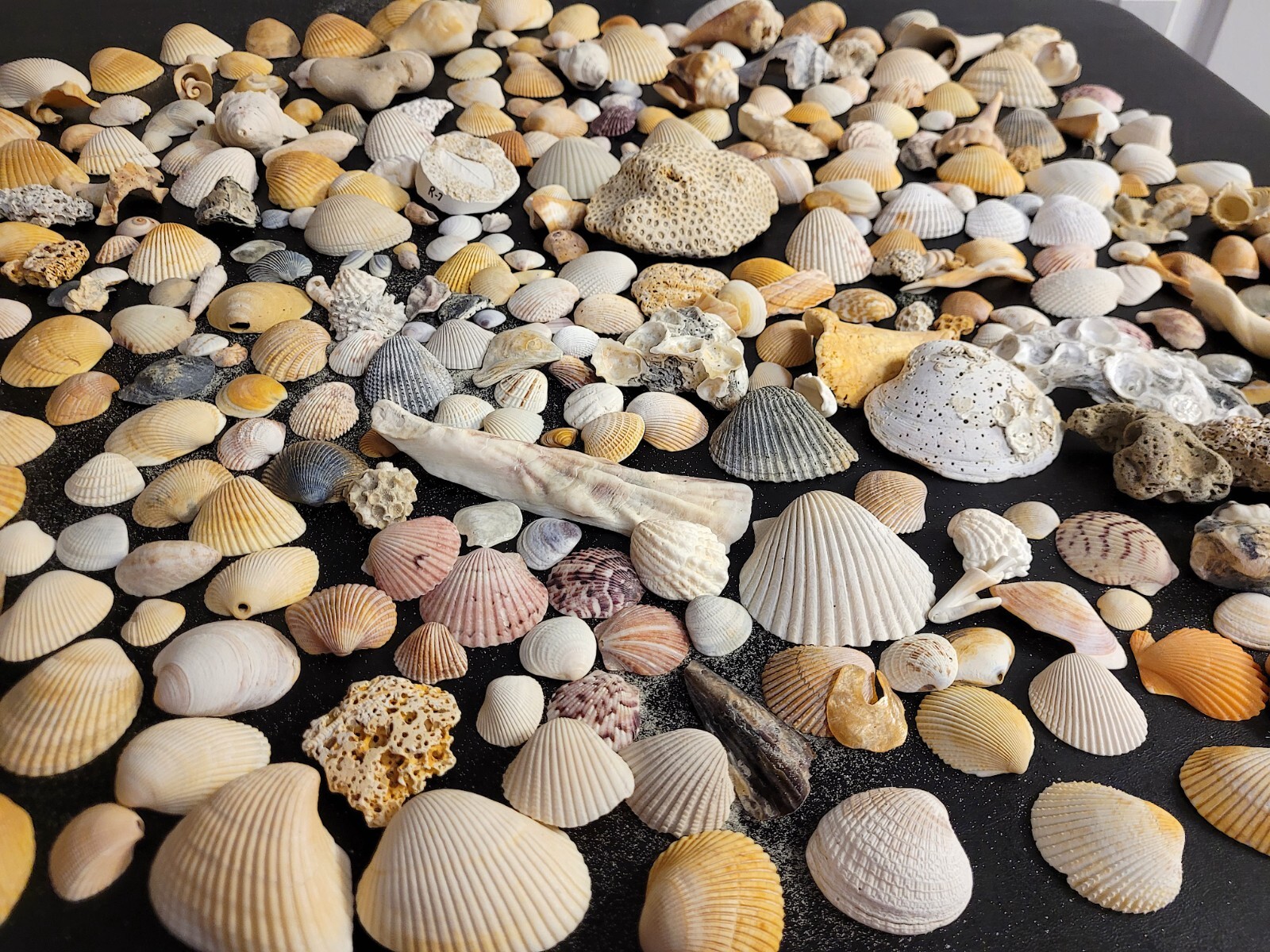Huge Lot of Seashells Coral Rock Minerals Various Shapes & Sizes ...