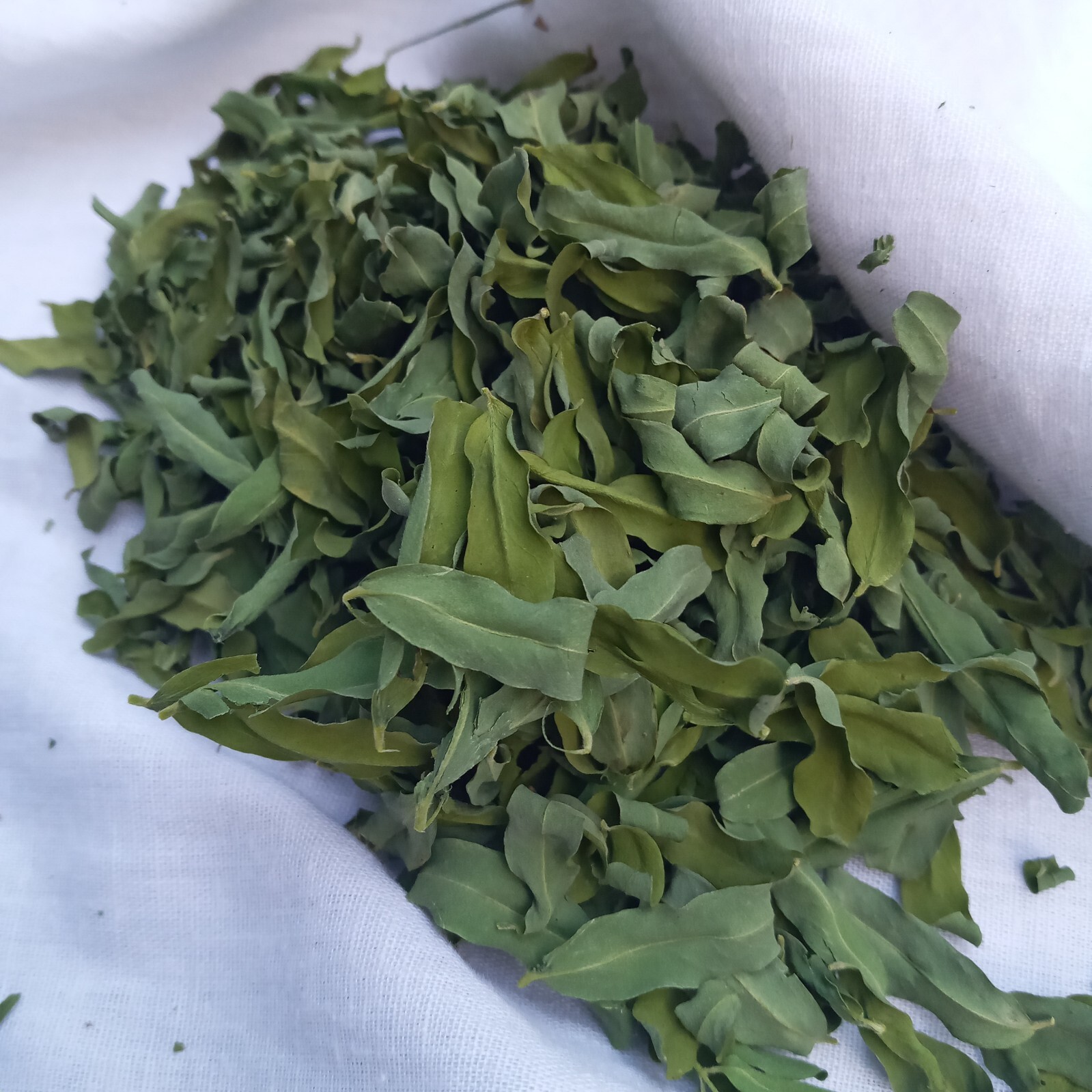 Sesbania Grandiflora Ceylon Organic Sun Dried Kathurumurunga Leaves ...