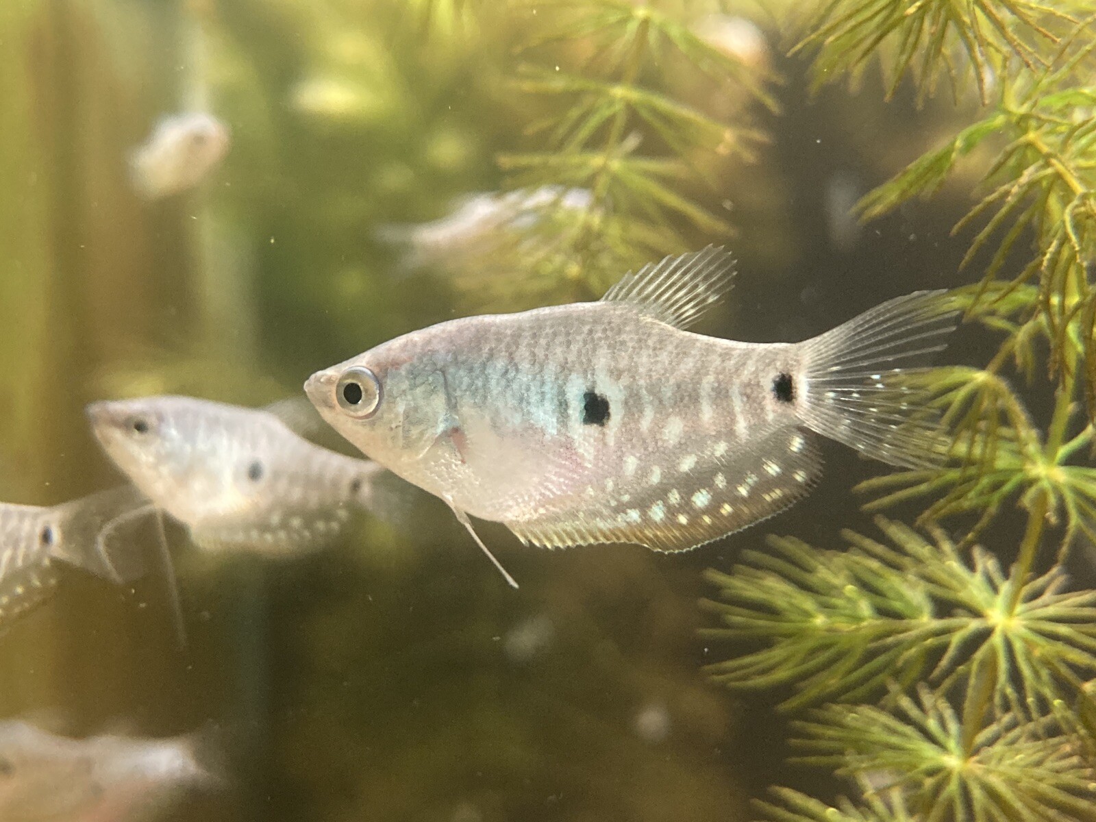 Three Spot Gourami