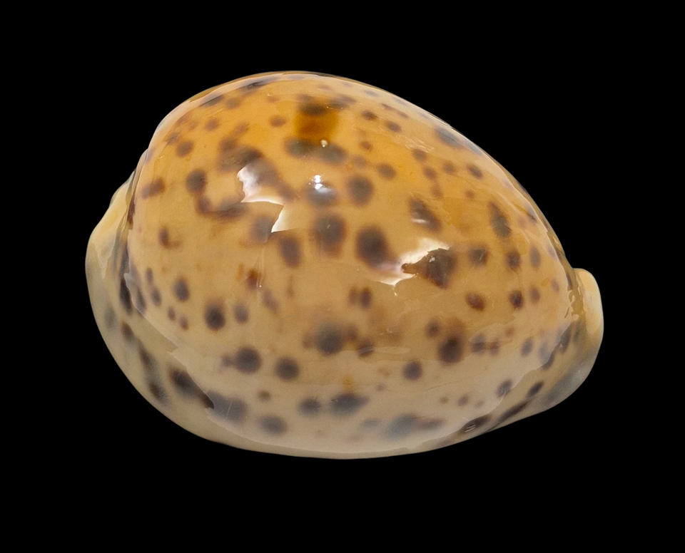 Conchiglia Shell CYPRAEA TIGRIS Nuova Caledonia 81,7 mm | eBay