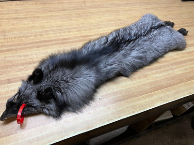 Tanned Silver Fox Hide Missing Tail #0016401 Row MAIN 4 | eBay