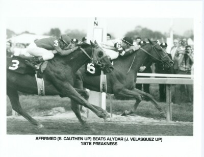 Horse Racing Legend Affirmed '1978 Preakness' Beats Alydar 8x10 Photo ...