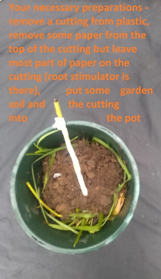 Black Currant plant Crusader cutting for rooting and propagation | eBay