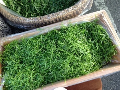 MINUTINA STAR HERB NEW PETITE GREEN TENDER SALAD LEAF MICROGREEN 100 ...