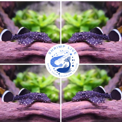 1 L183 STARLIGHT PLECO (Size 2.5+ cm / 1+ inch) - High Quality Pleco ...