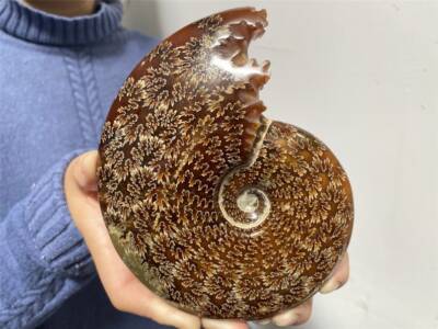 Natural Ammonite Fossil Specimen,Quartz Crystal Specimen Reiki Healing ...
