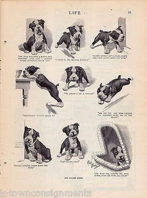 Cute Kids & Puppy Dogs Cover Art Graphic Illustrated Life Magazine 1923 ...