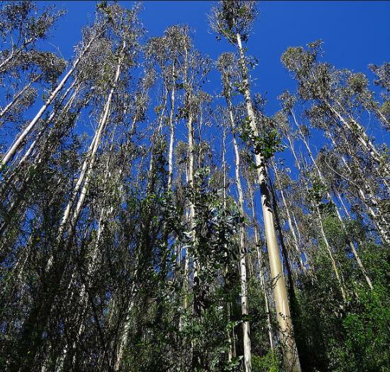 Eucalyptus Globulus Compacta