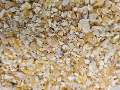 gebrochener Mais Tierfutter 2,5kg 5kg | eBay.de