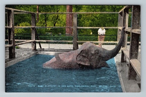 Toledo OH-Ohio, "Toots" Baby Elephant Bathing, Zoological Park Vintage ...