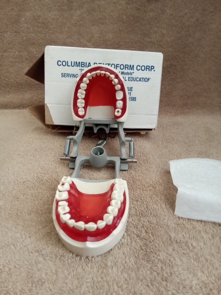 COLUMBIA DENTOFORM DENISTRY TYPODONT MISSING / BROKEN / DECAY HOLES ...