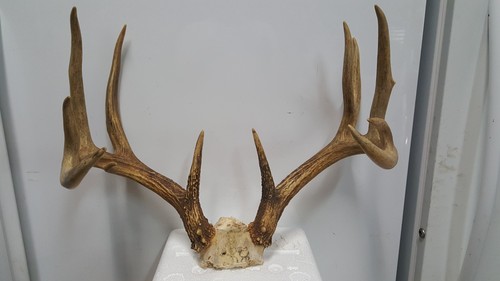WILD 162" WHITETAIL DEER RACK mule antlers sheds taxidermy elk mount | eBay