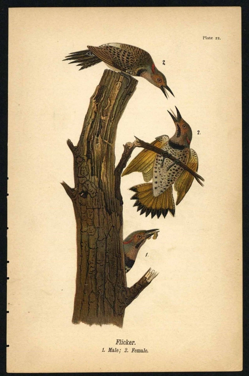 Flicker Vintage Illustration