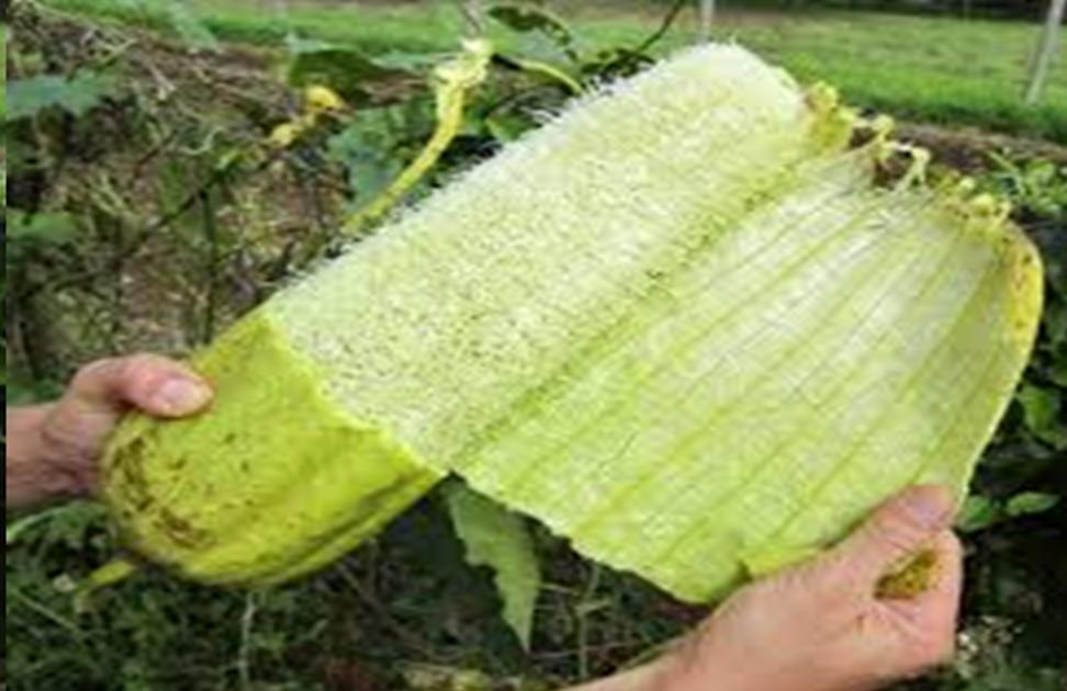 5pcs. RUSSIAN ECO HEALTH SPA GEORGIAN LOOFAH 100% ORGANIC WASH SPONGE ...