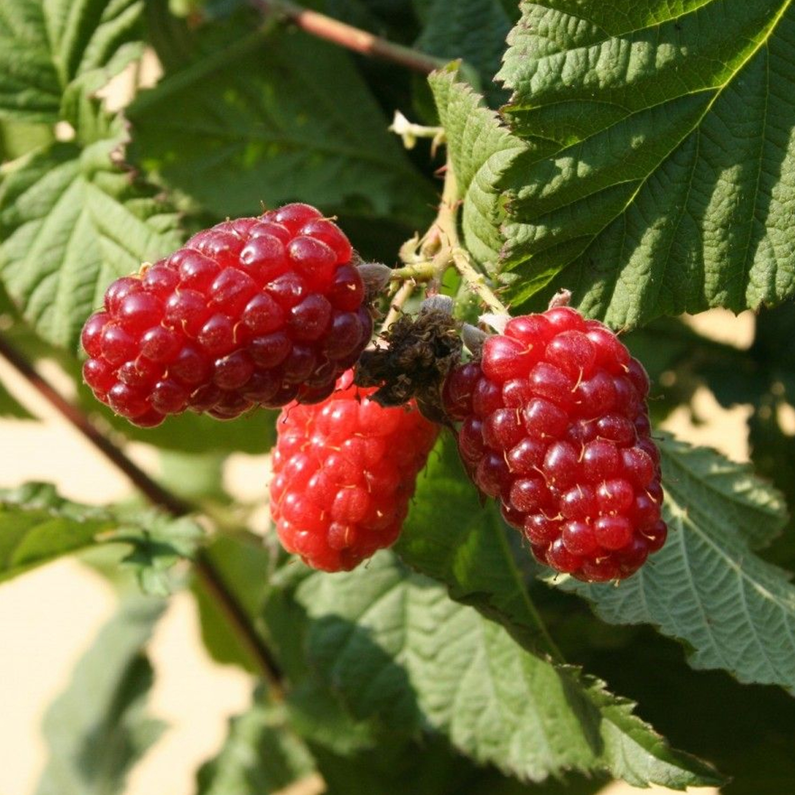 Tayberry Rubus Hardy Deciduous Blackberry Raspberry Hybrid Garden Fruit ...