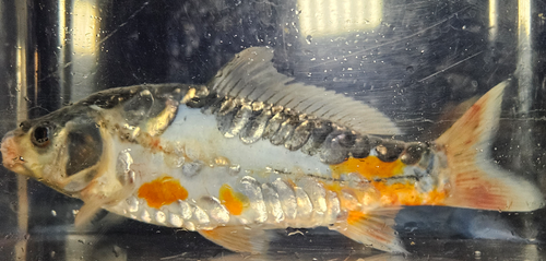 10" SHUSUI (Doitsu, blue & orange) Live Koi Fish for Pond, EFP, FREE ...