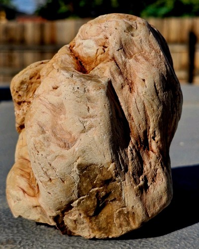 Arizona Petrified Wood Root 3.31 lbs! Display! Agatized! Fossils! NE AZ ...