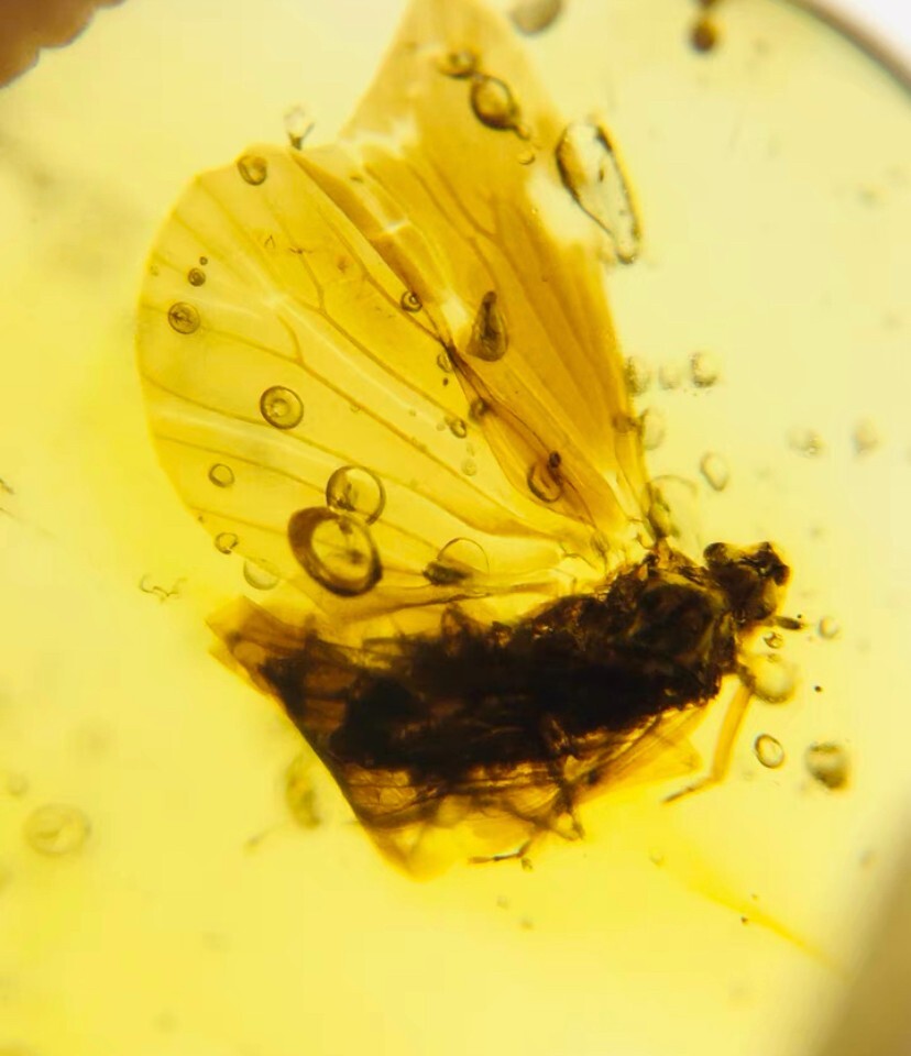 Fossil burmite Cretaceous Burmese amber planthopper insect fossil amber ...