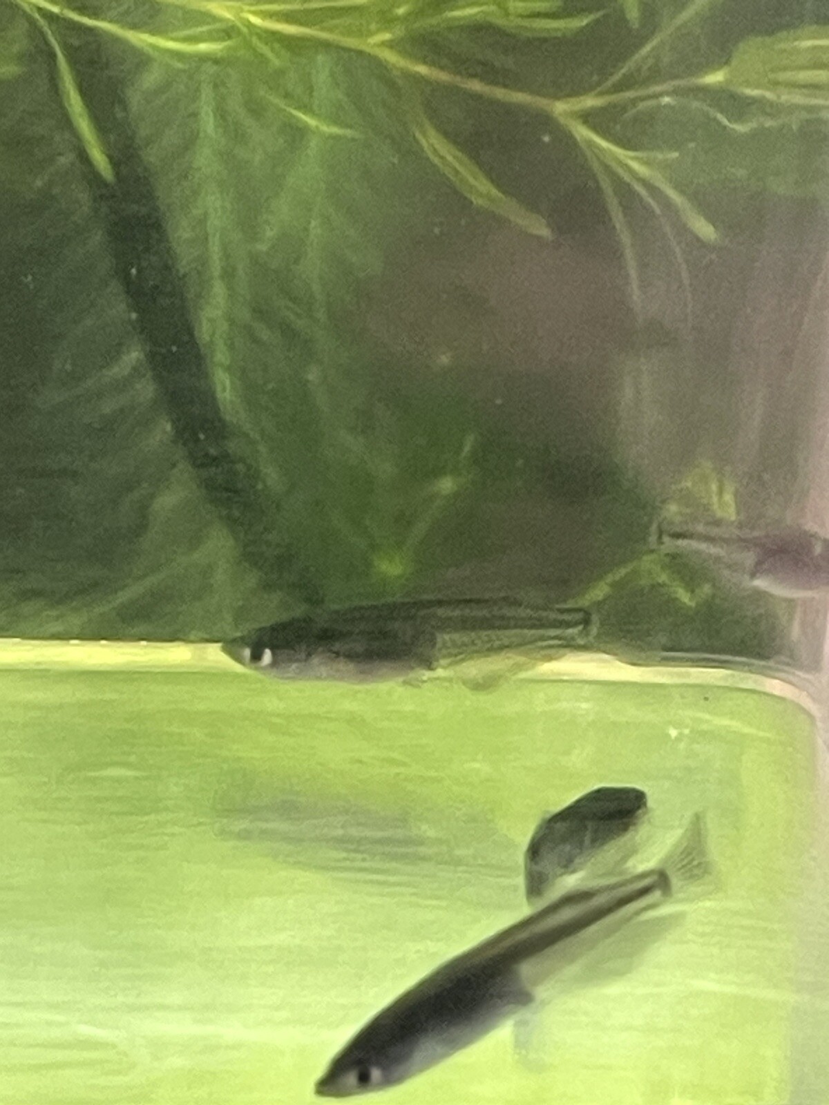 6+1 Black Medaka Rice Fish | eBay