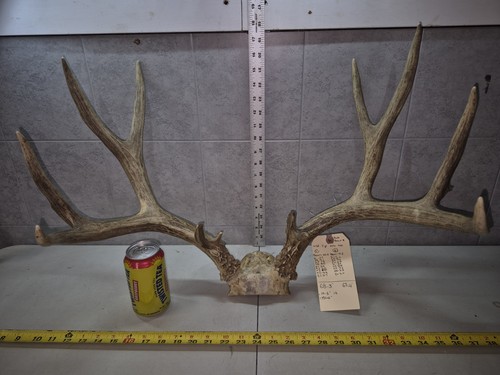 BIG Wild 11 point 151 Mule Deer Rack Decor Man Cave Taxidermy Buck ...