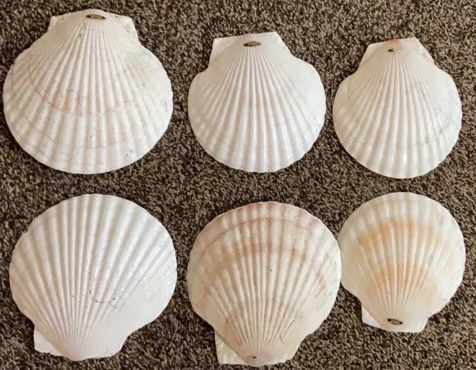 SEA SHELLS JAPAN 6 PIECES SCALLOP SHELLS DECORATION | eBay