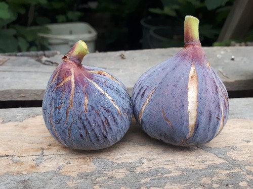 Coupe de figues Moellada MP 2, excellente variété | eBay