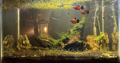 1 Breeding Trio Red Wag Platy Platies (1-inch) Live Freshwater Aquarium ...