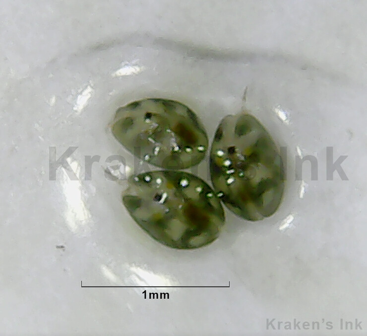 100+ Live Freshwater Seed Shrimp Culture, Ostracods 0.75mm Size ...