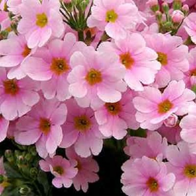 15+ Primrose /.Primula Flower Seeds / Pink / Perennial | eBay