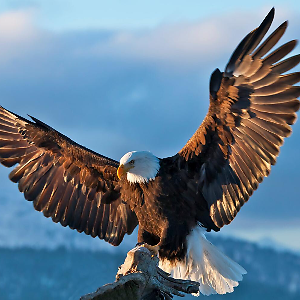 Adler Shop Heilbronn | eBay.de Shops