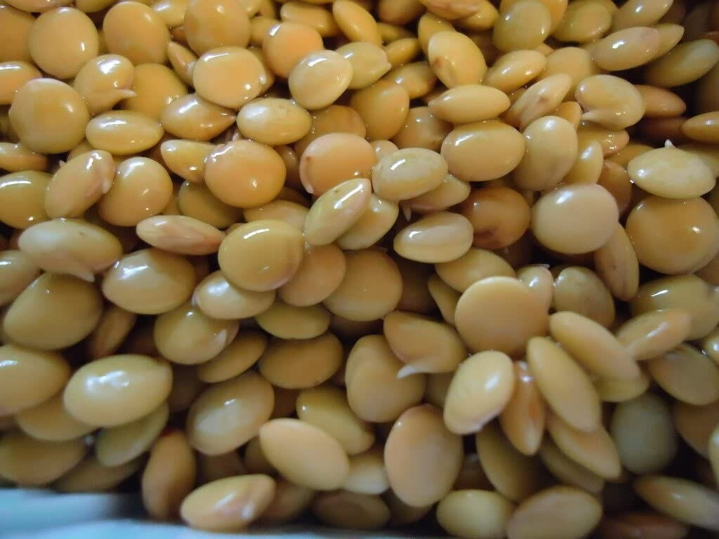 100 Green LENTIL Lens Culinaris Vegetable Seeds | eBay