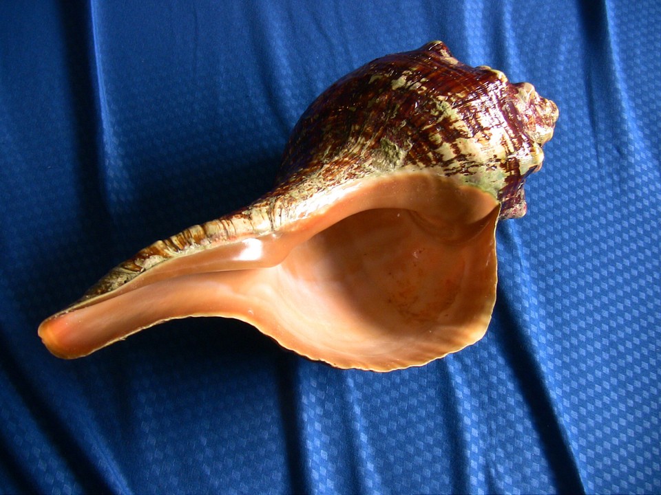 Beautiful Horse Conch seashell, 14" large | eBay