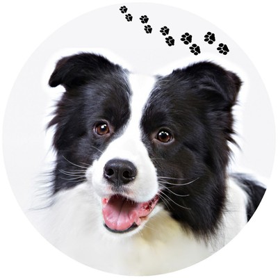 Andreas Round Silicone Mat Jar Opener, Border Collie Dog, 6.25 Inch | eBay