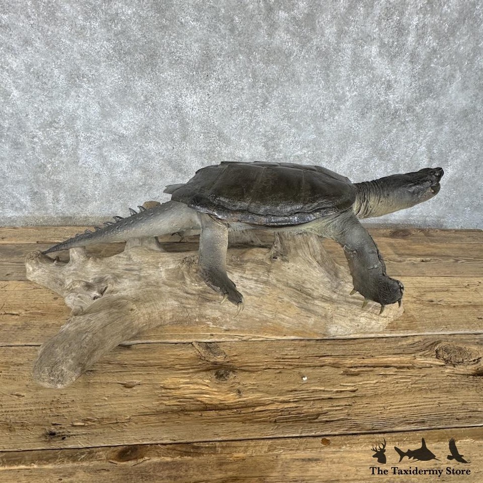 #30281 WC | Common Snapping Turtle Taxidermy Mount For Sale | eBay