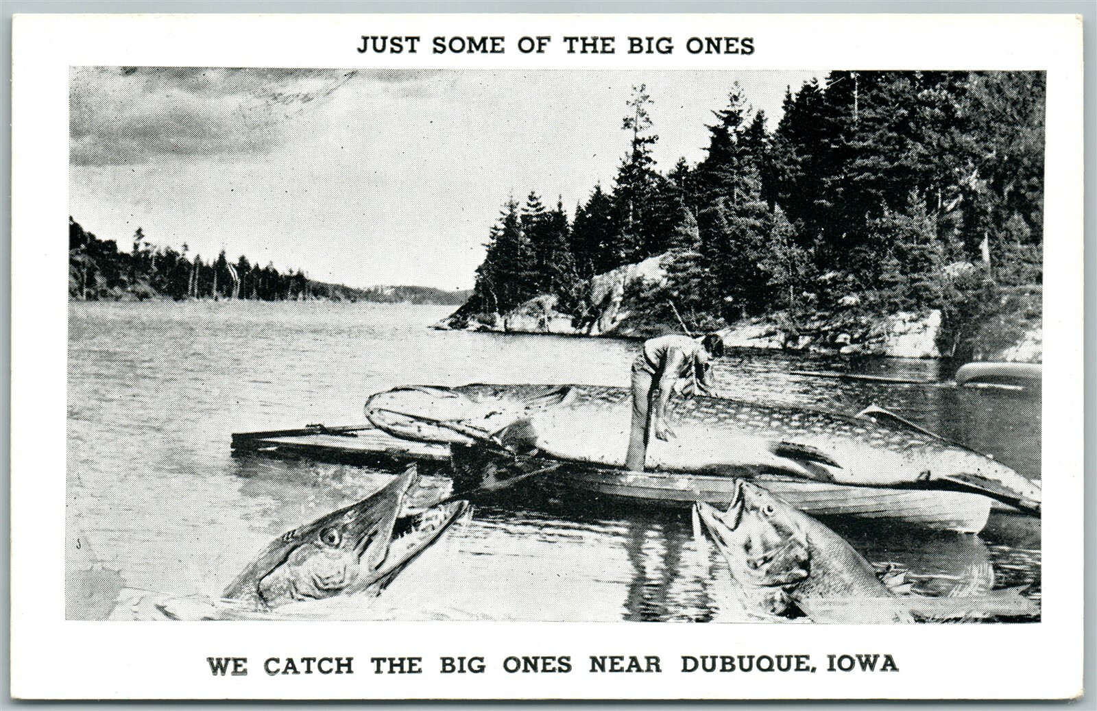 EXAGGERATED FISHING VINTAGE POSTCARD BIG FISH CATCH NEAR DUBUQUE IOWA ...