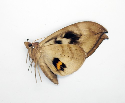 Night Moth - Noctuidae (Owl Moths) - Phyllodes verhuelli (m) - Sabah ...