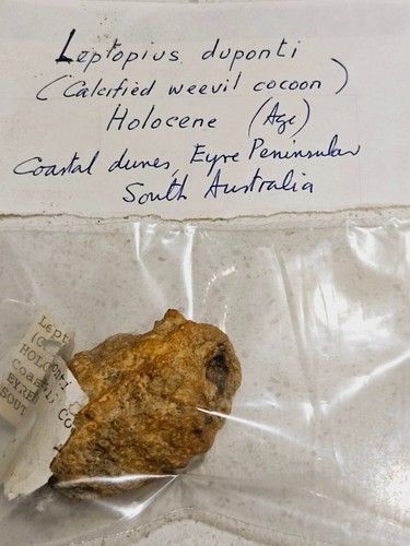 Leptopius Duponti Fossilised Weevil Cocoon Genuine Gems Gemstone Fossil ...