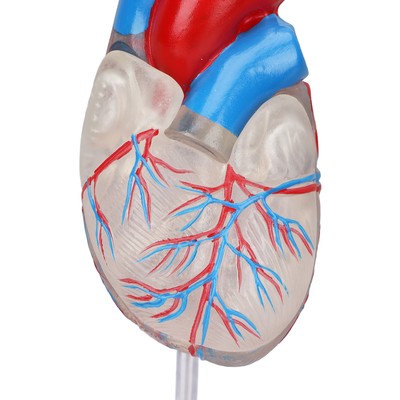 Heart Model Human Transparent Design Multipurpose Heart Teaching Model ...