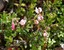 American Cranberry, Vaccinium macrocarpon, Seeds (Edible, Hardy, Fall ...
