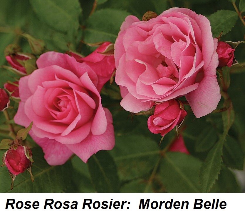 Bellissime Rose Rosa Search Rosa 418 | Holex Flower