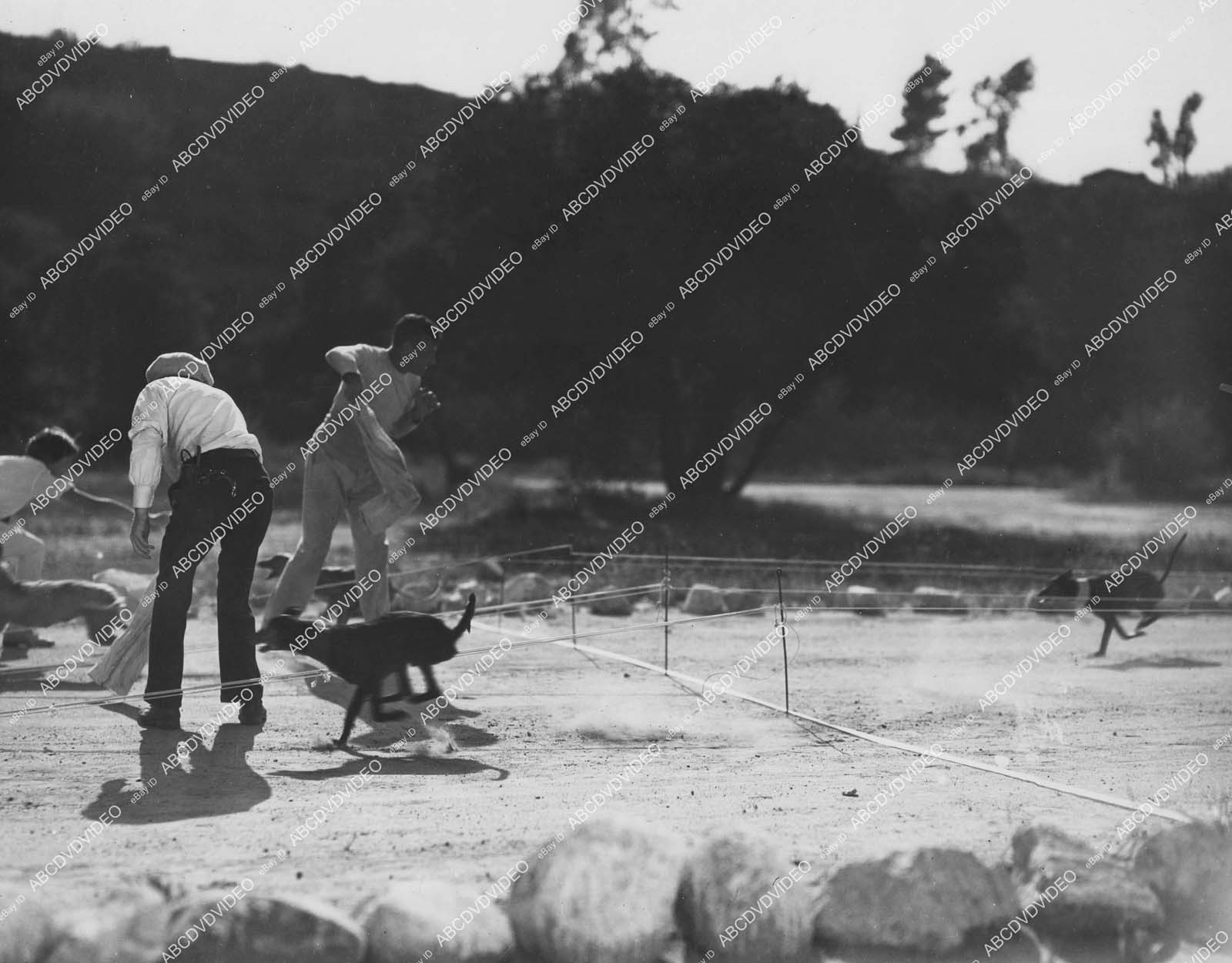 crp-37453 1930's unknown animal short from MGM racing dogs, goats, kids ...