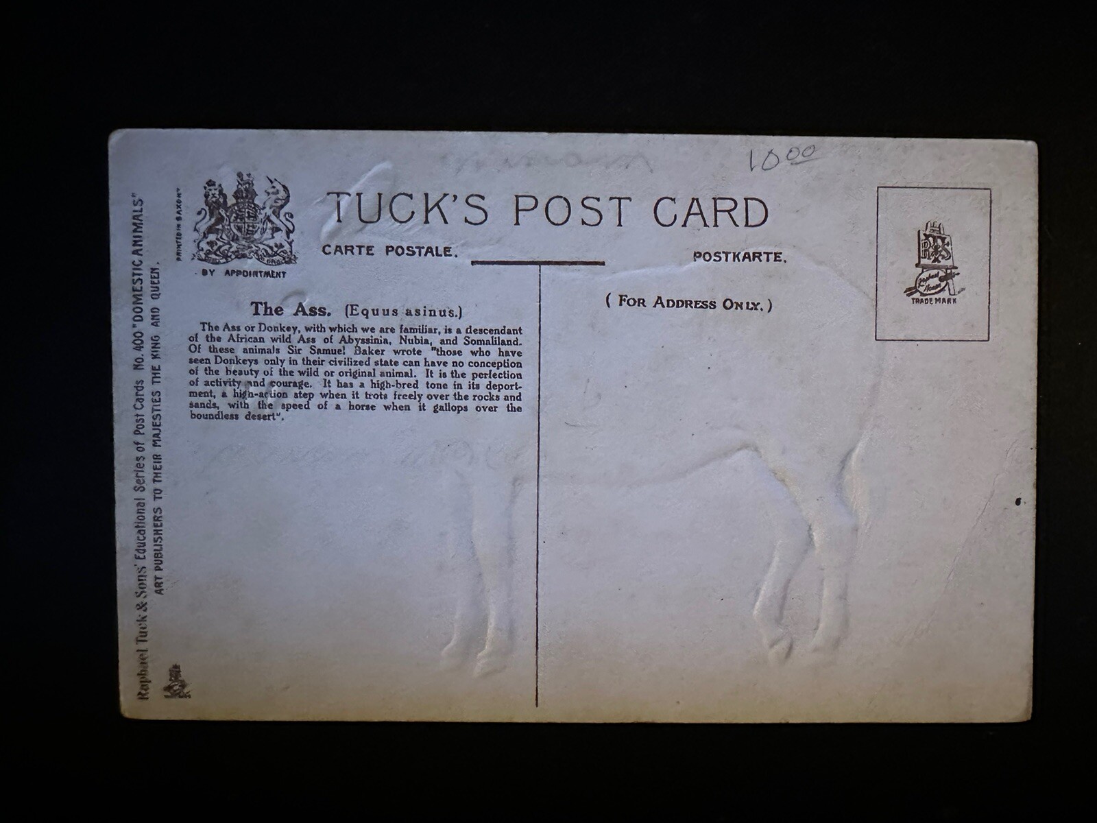 Tuck Domestic Animals Donkey Animal Study c1910 Vintage Postcard~h780 ...