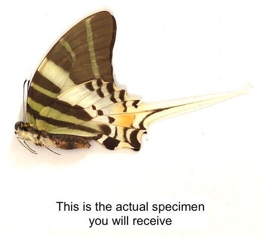 Graphium androcles androcles - Unmounted FEMALE | eBay